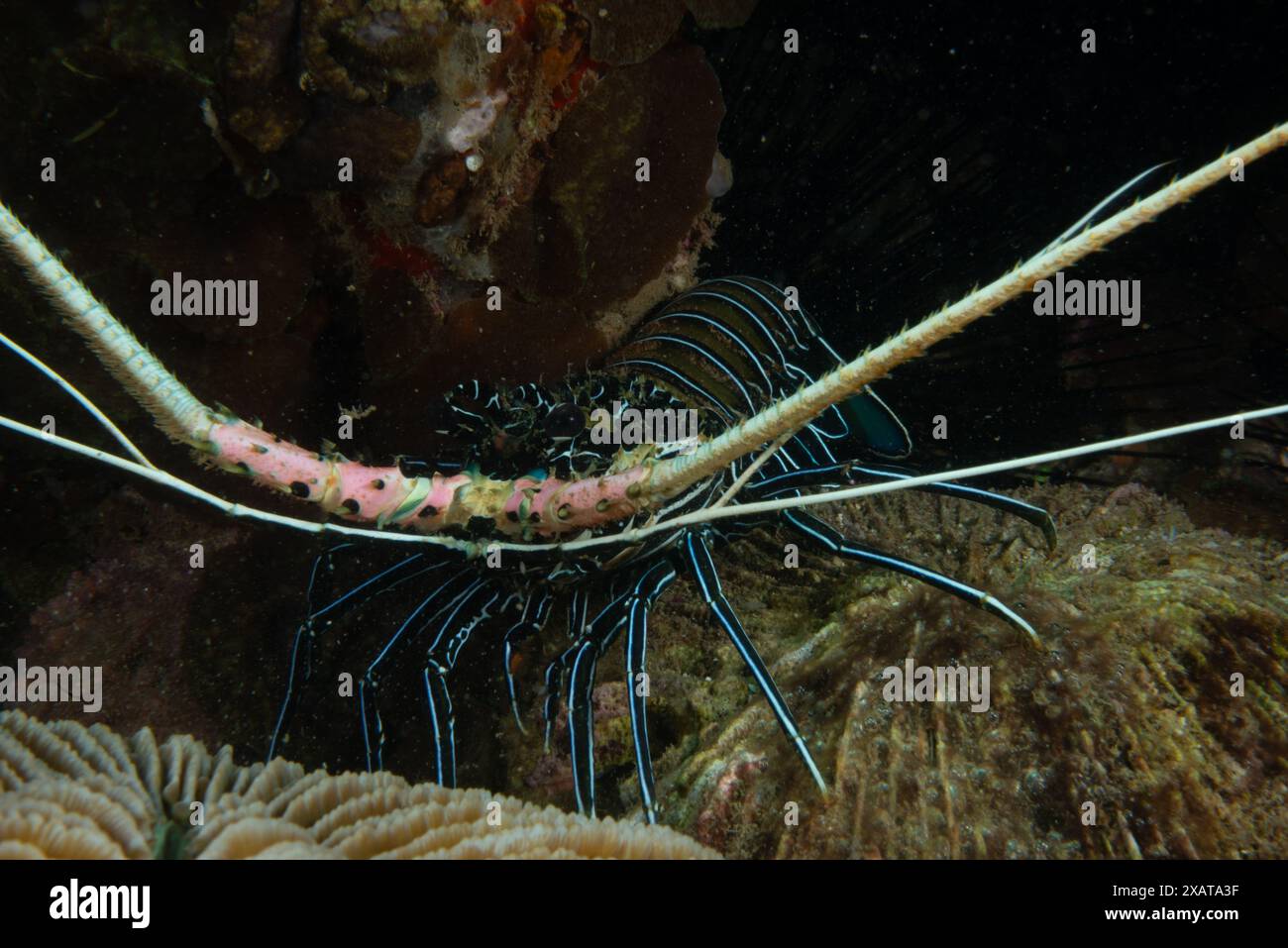 Muck Diving - Critters at Lembeh Strait Stock Photo - Alamy