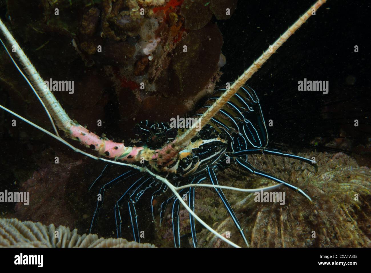 Muck Diving - Critters at Lembeh Strait Stock Photo - Alamy