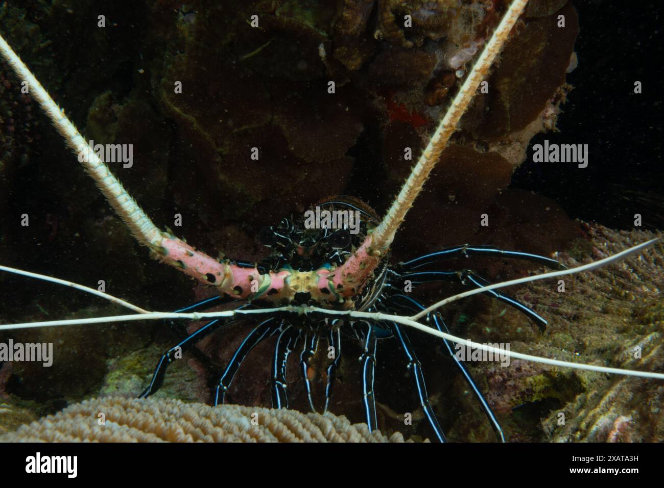 Muck Diving - Critters at Lembeh Strait Stock Photo - Alamy