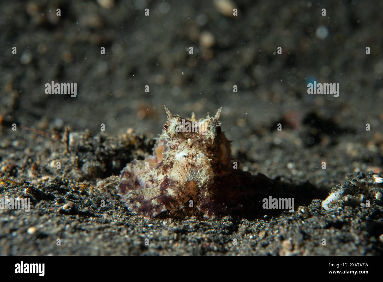 Muck Diving - Critters at Lembeh Strait Stock Photo - Alamy