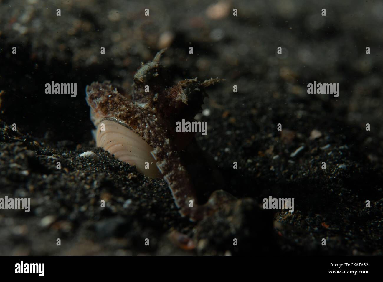 Muck Diving - Critters at Lembeh Strait Stock Photo - Alamy