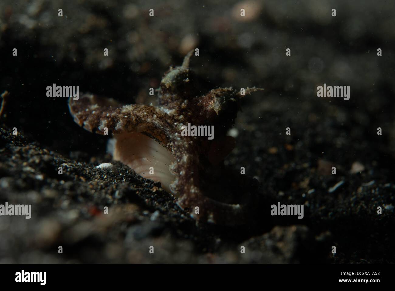 Muck Diving - Critters at Lembeh Strait Stock Photo - Alamy