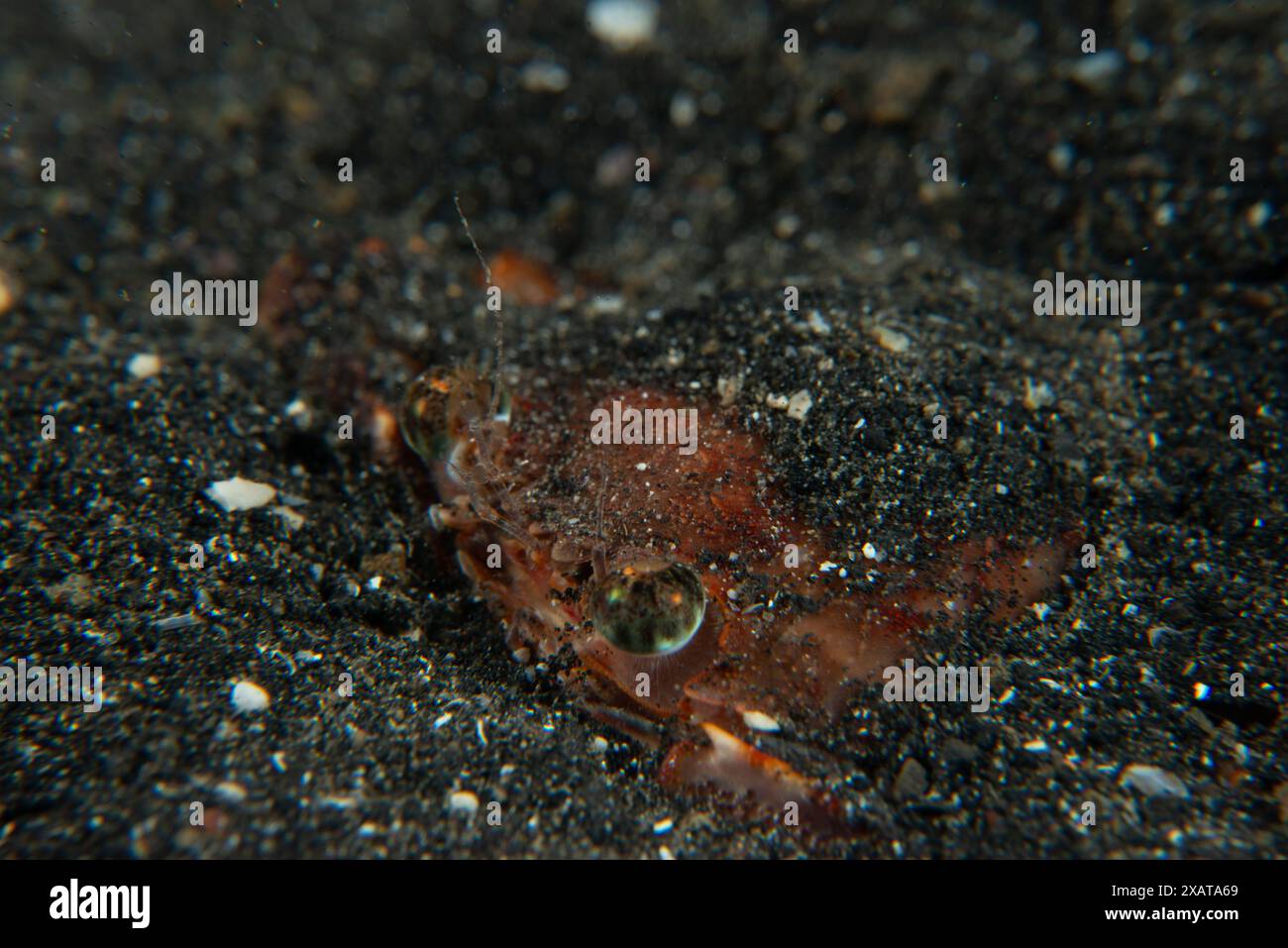 Muck Diving - Critters at Lembeh Strait Stock Photo - Alamy