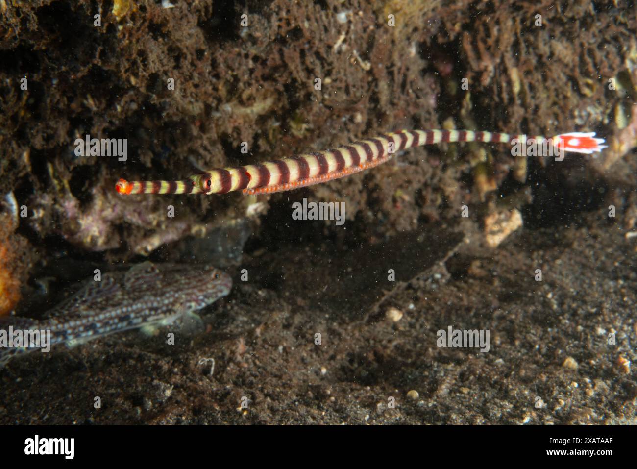 Muck Diving - Critters at Lembeh Strait Stock Photo - Alamy
