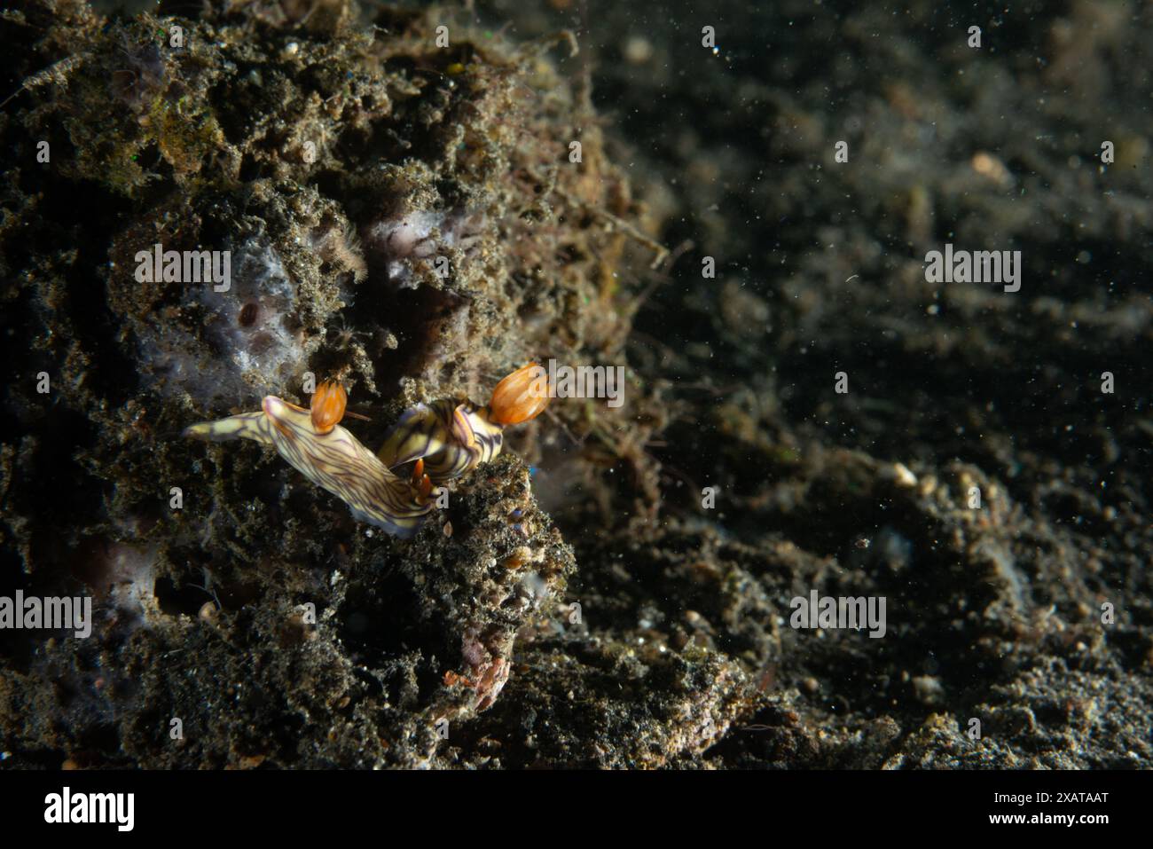 Muck Diving - Critters at Lembeh Strait Stock Photo - Alamy