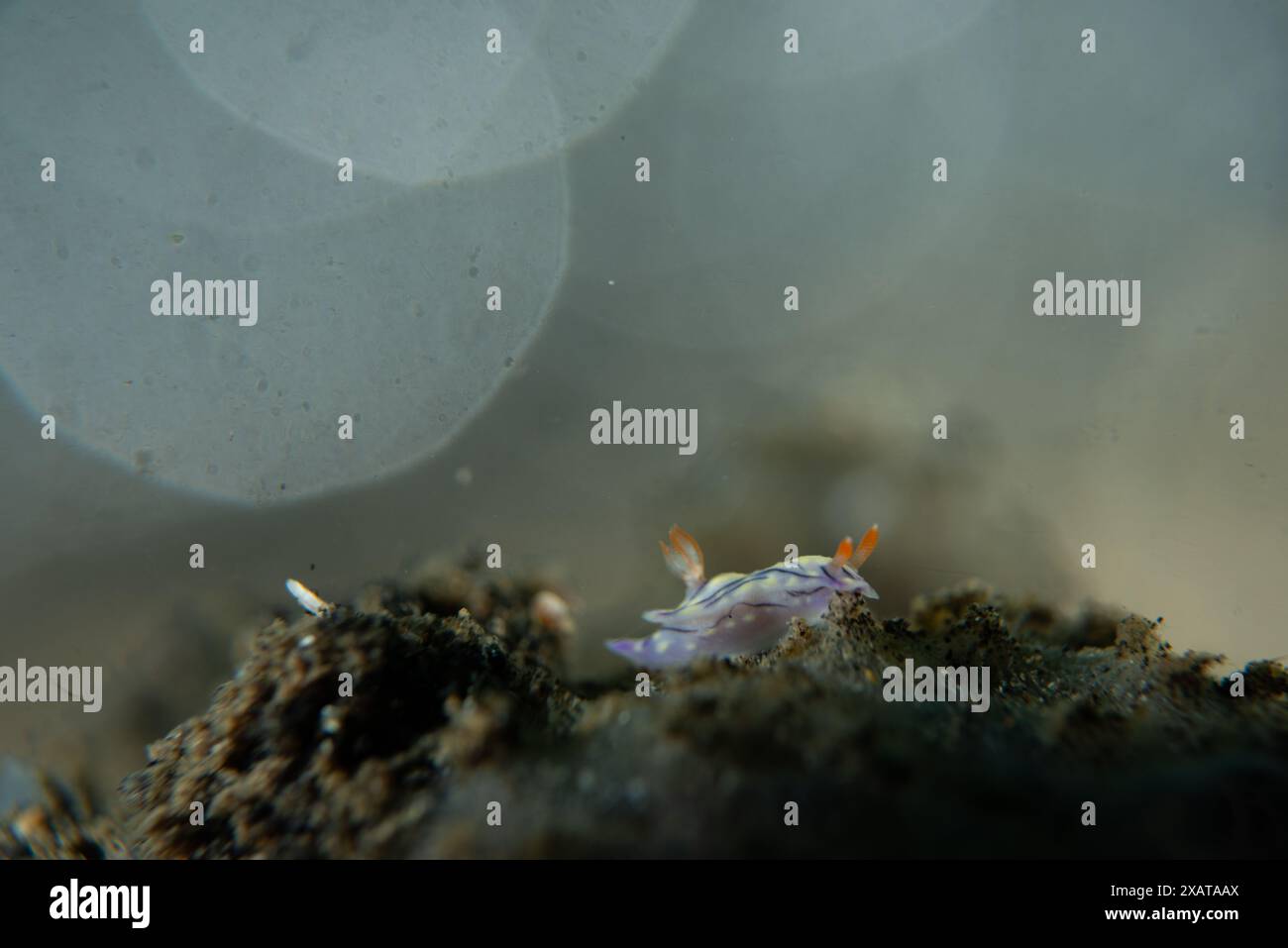 Muck Diving - Critters at Lembeh Strait Stock Photo - Alamy