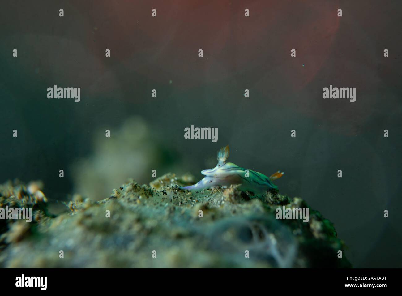 Muck Diving - Critters at Lembeh Strait Stock Photo - Alamy