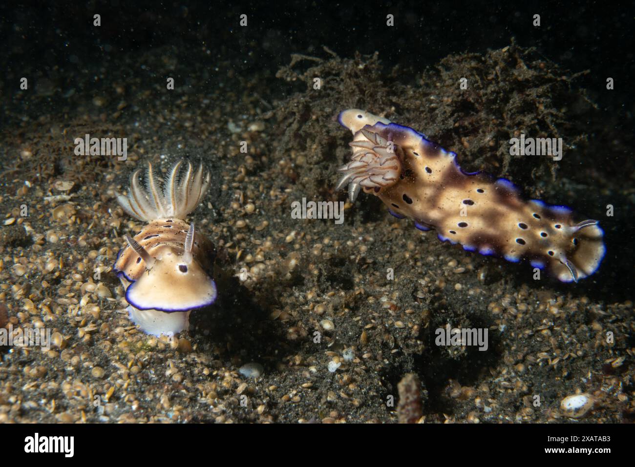 Muck Diving - Critters at Lembeh Strait Stock Photo - Alamy