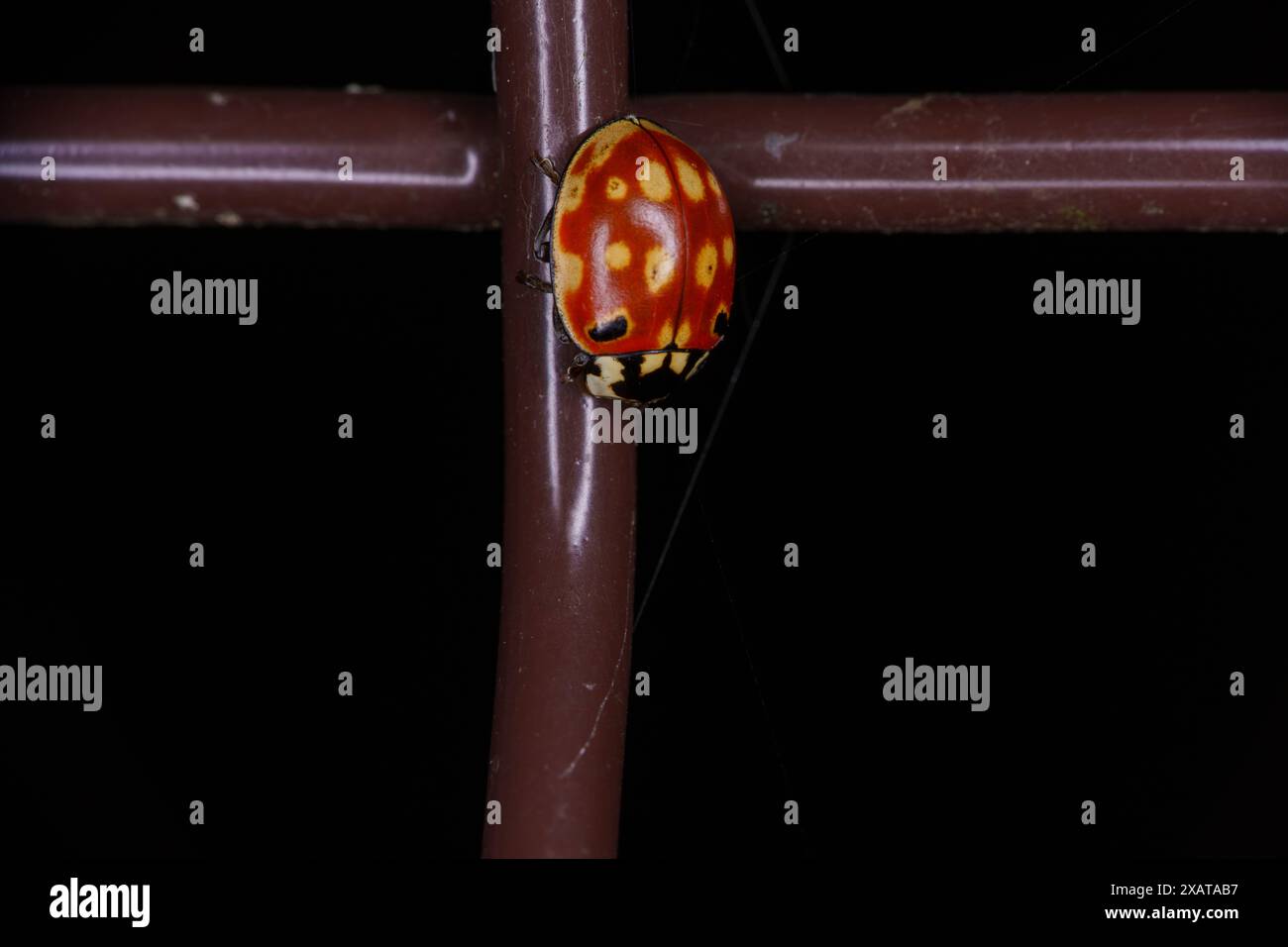 Anatis ocellata Family Coccinellidae Genus Anatis Eyed ladybug ladybird ...