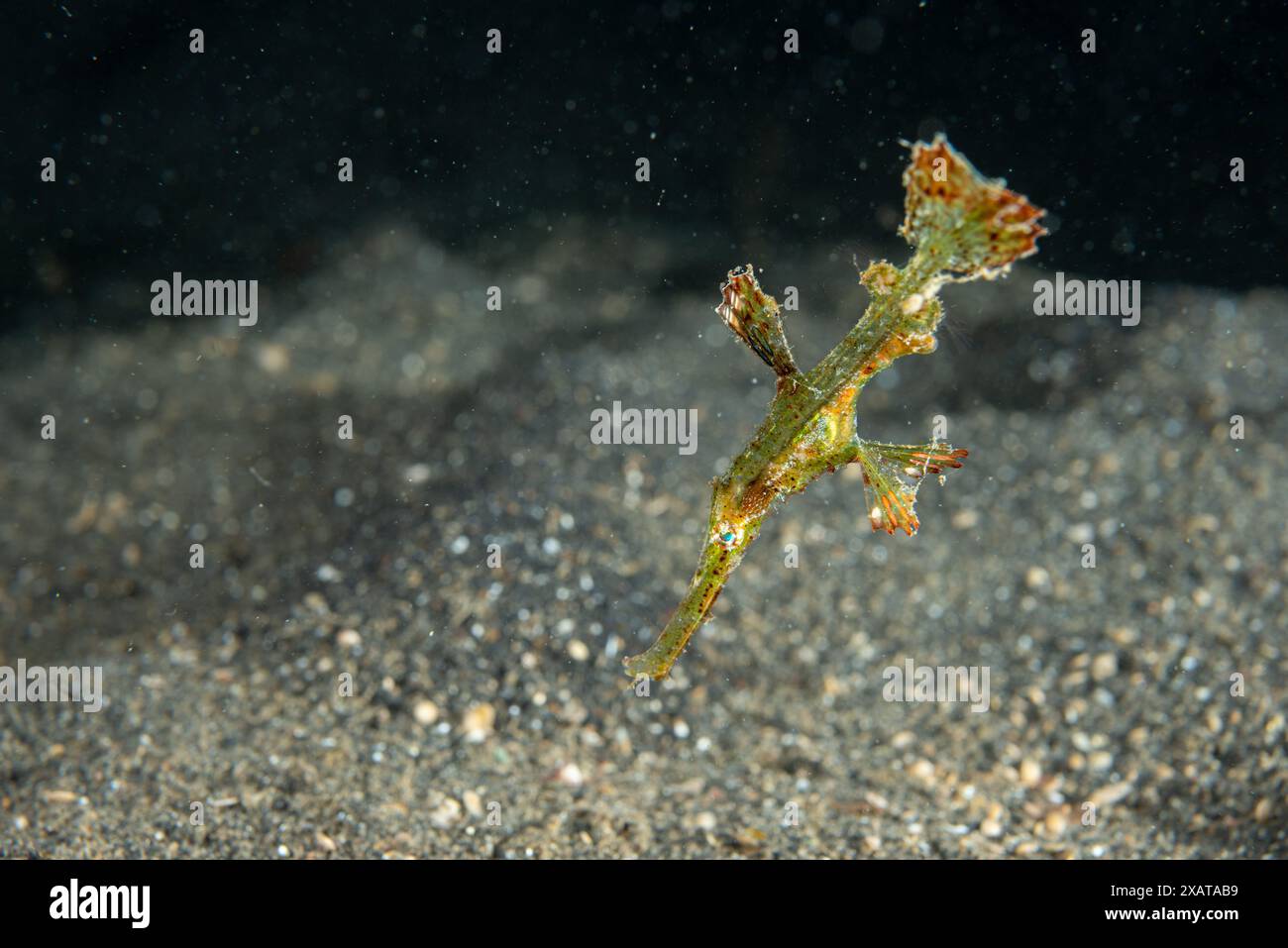 Muck Diving - Critters at Lembeh Strait Stock Photo - Alamy