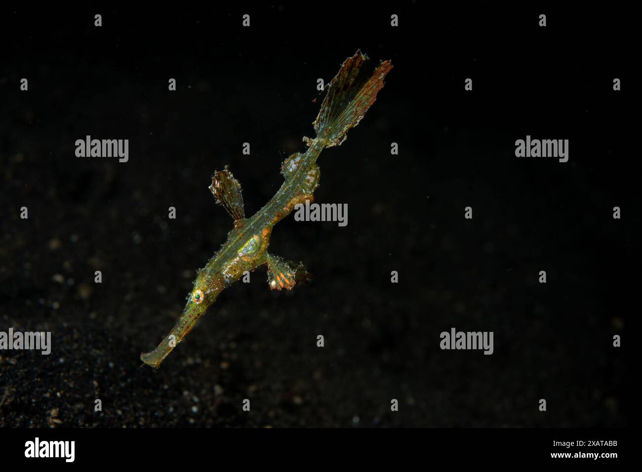 Muck Diving - Critters at Lembeh Strait Stock Photo - Alamy