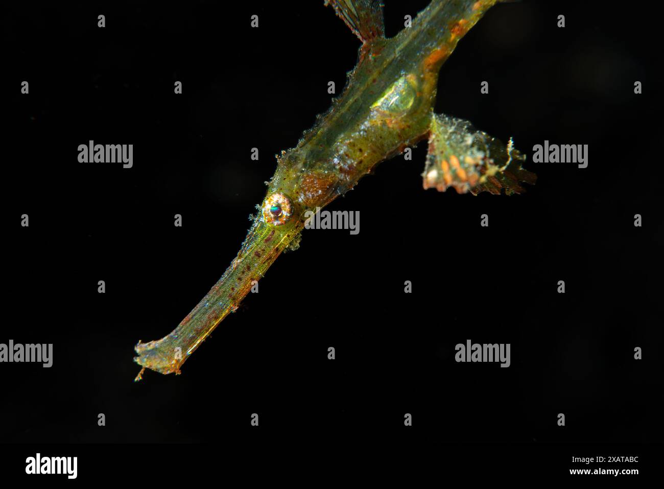 Muck Diving - Critters at Lembeh Strait Stock Photo - Alamy