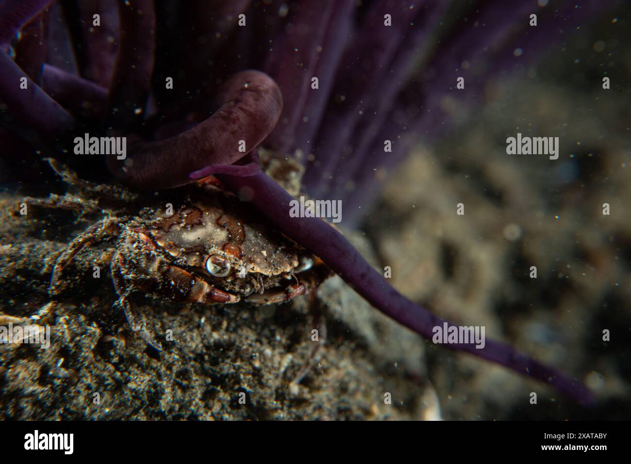 Muck Diving - Critters at Lembeh Strait Stock Photo - Alamy