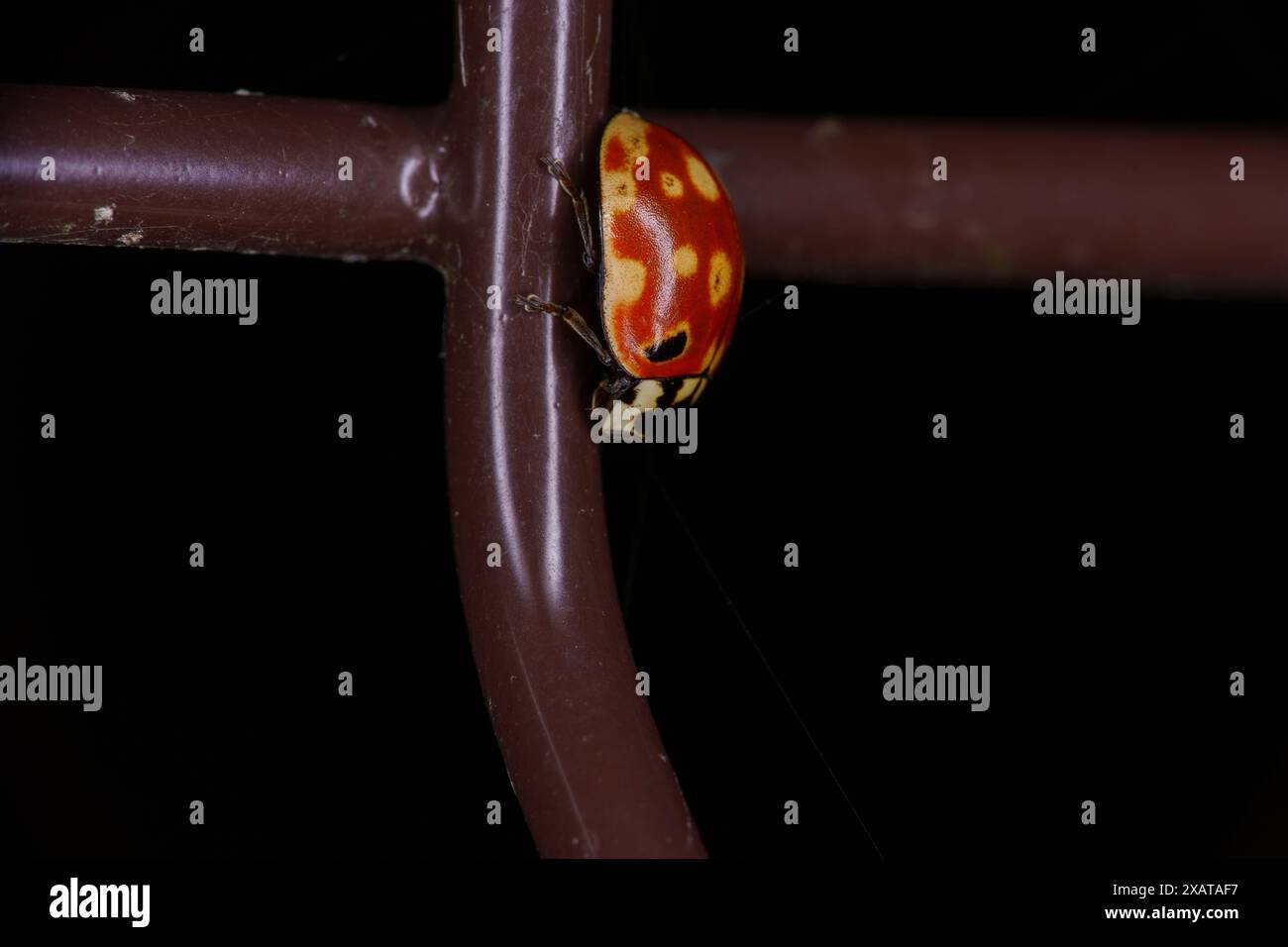 Anatis ocellata Family Coccinellidae Genus Anatis Eyed ladybug ladybird ...