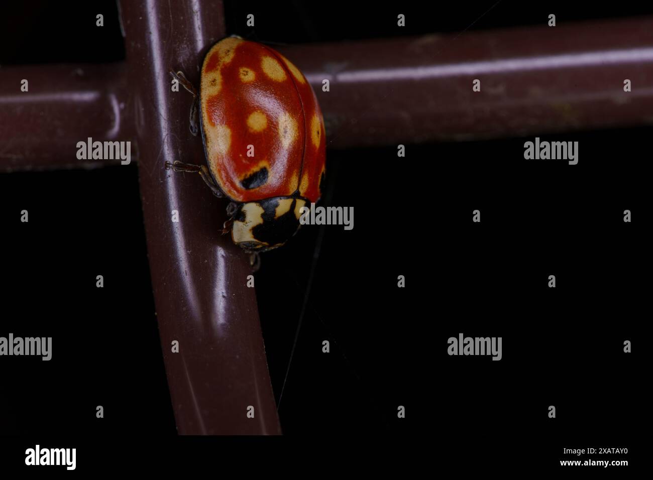 Anatis ocellata Family Coccinellidae Genus Anatis Eyed ladybug ladybird ...