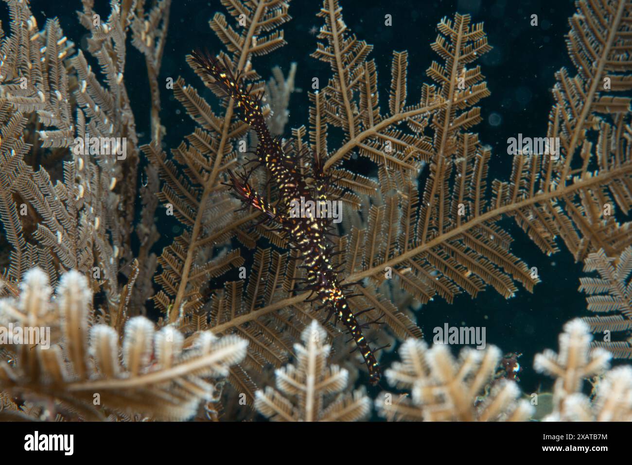 Orneate hi-res stock photography and images - Alamy