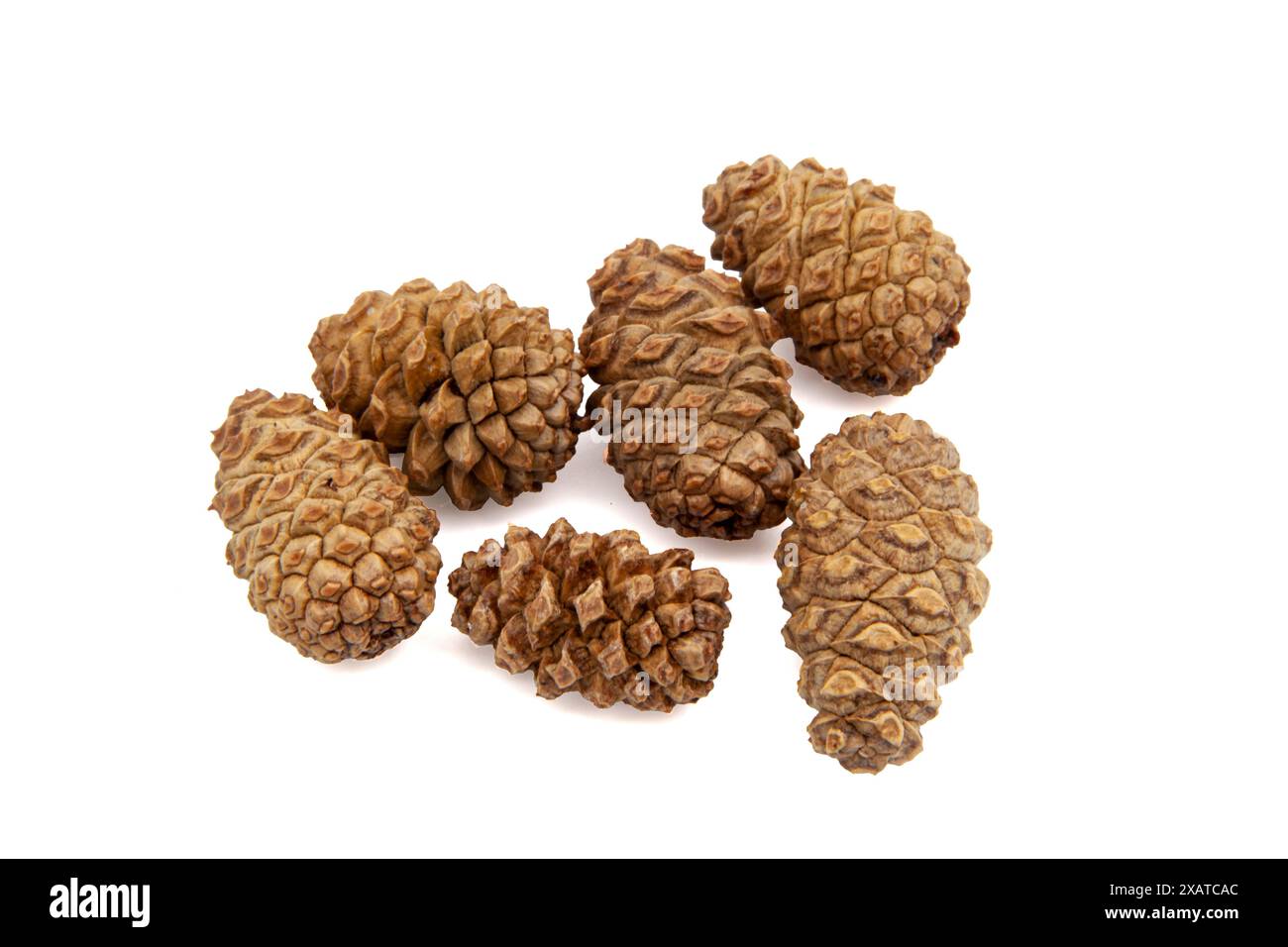 Collection of brown dry cedar cones of small size on white background ...
