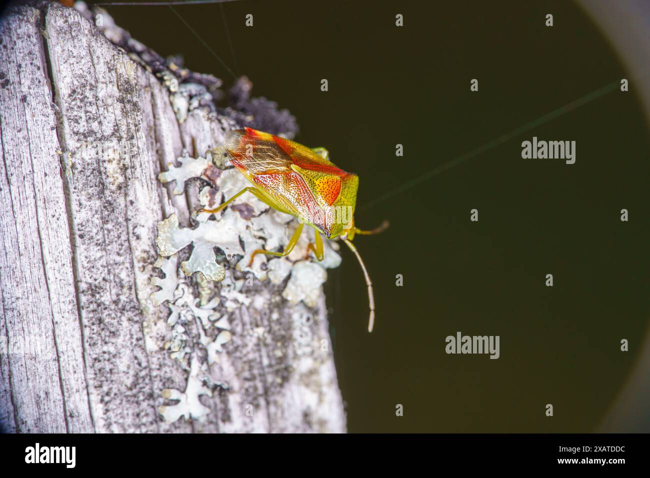 Elasmostethus interstinctus Family Acanthosomatidae Genus Elasmostethus ...