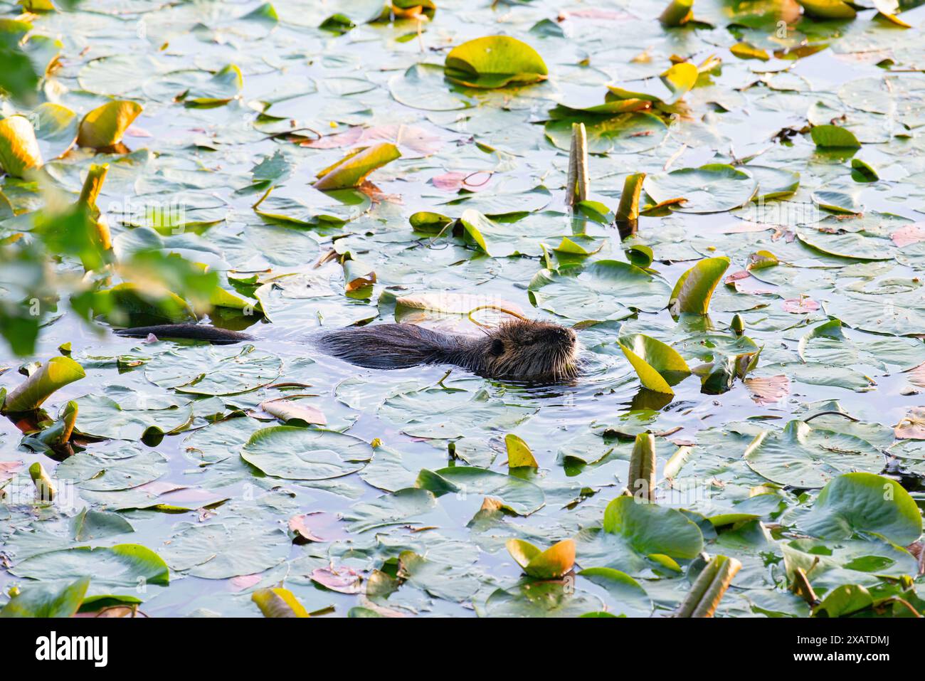 Nutria, coypu herbivorous, semiaquatic rodent family Myocastoridae ...