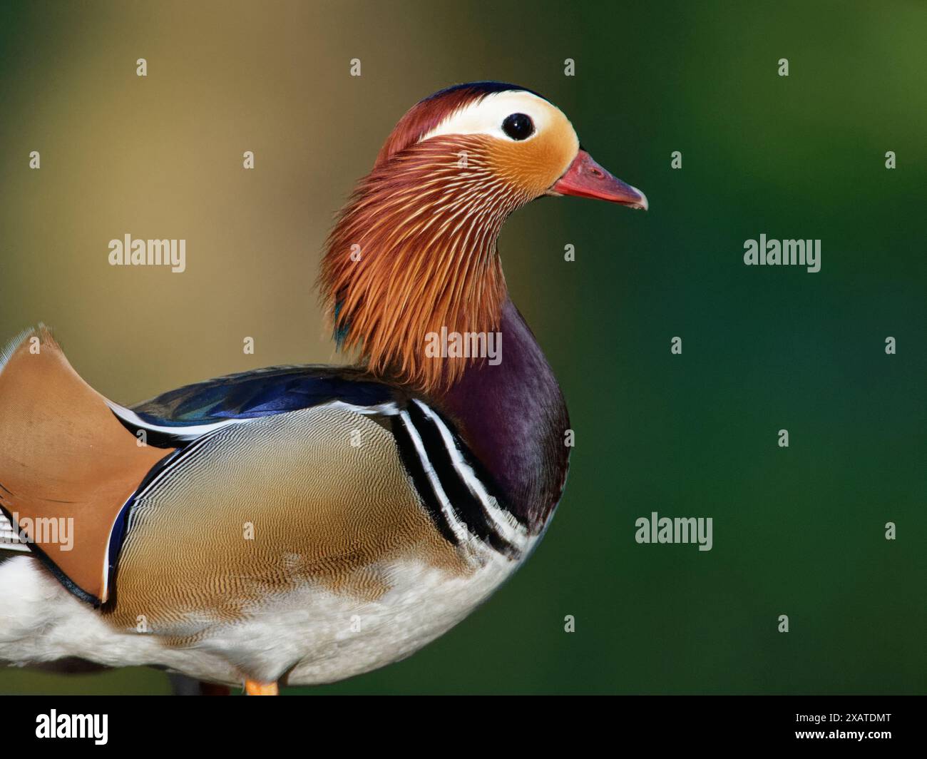 Mandarin duck (Aix galericulata) drake portrait in ancient woodland in ...