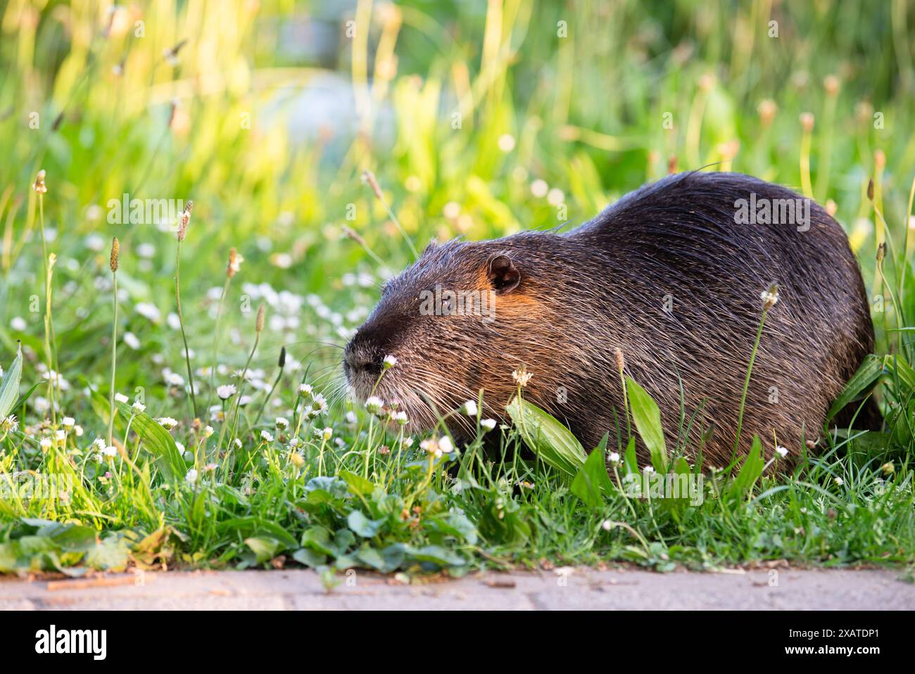 Nutria, coypu herbivorous, semiaquatic rodent member of the family ...
