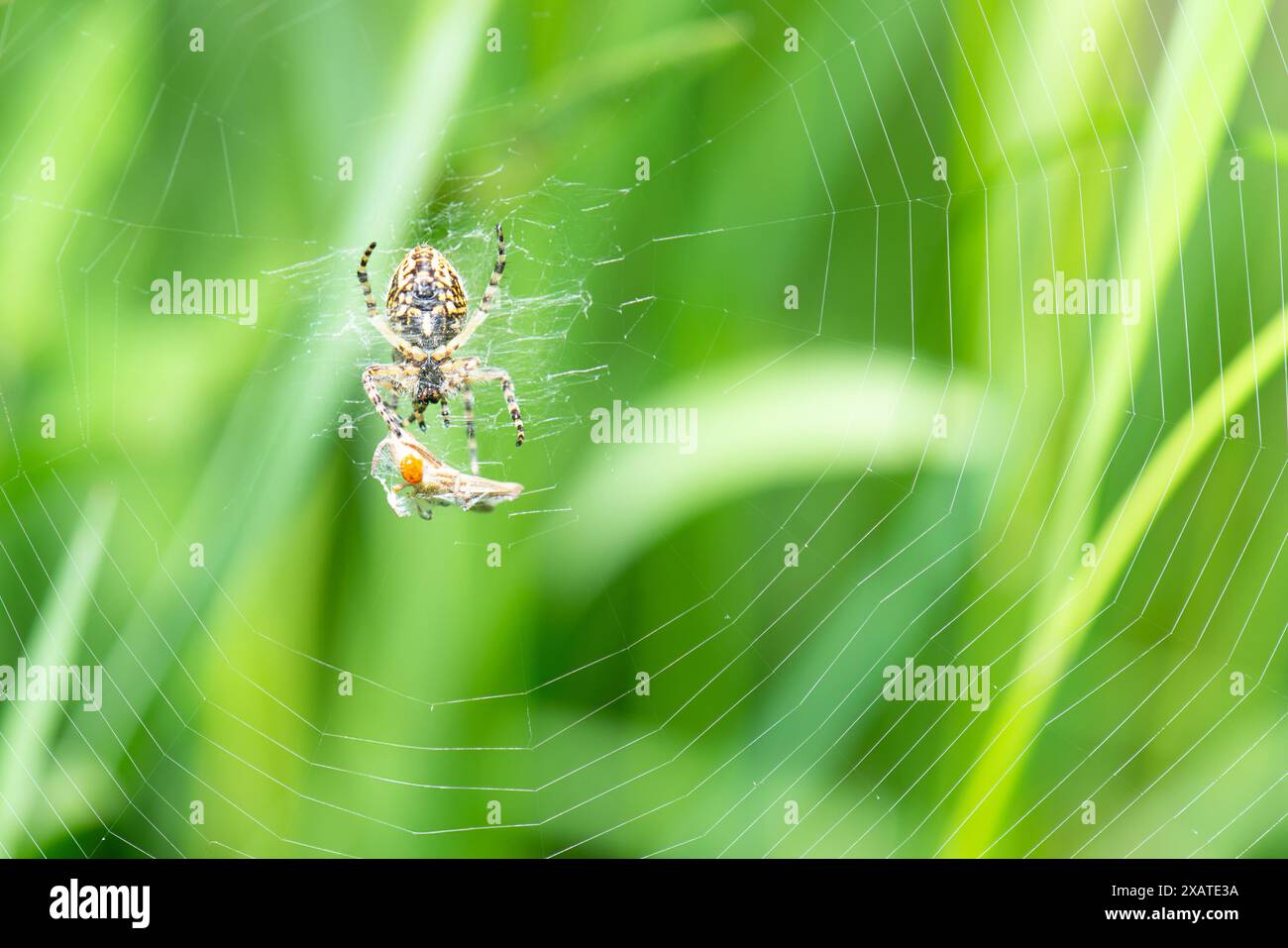 Araneus diadematus with a dead fly insect in the spider web, european ...