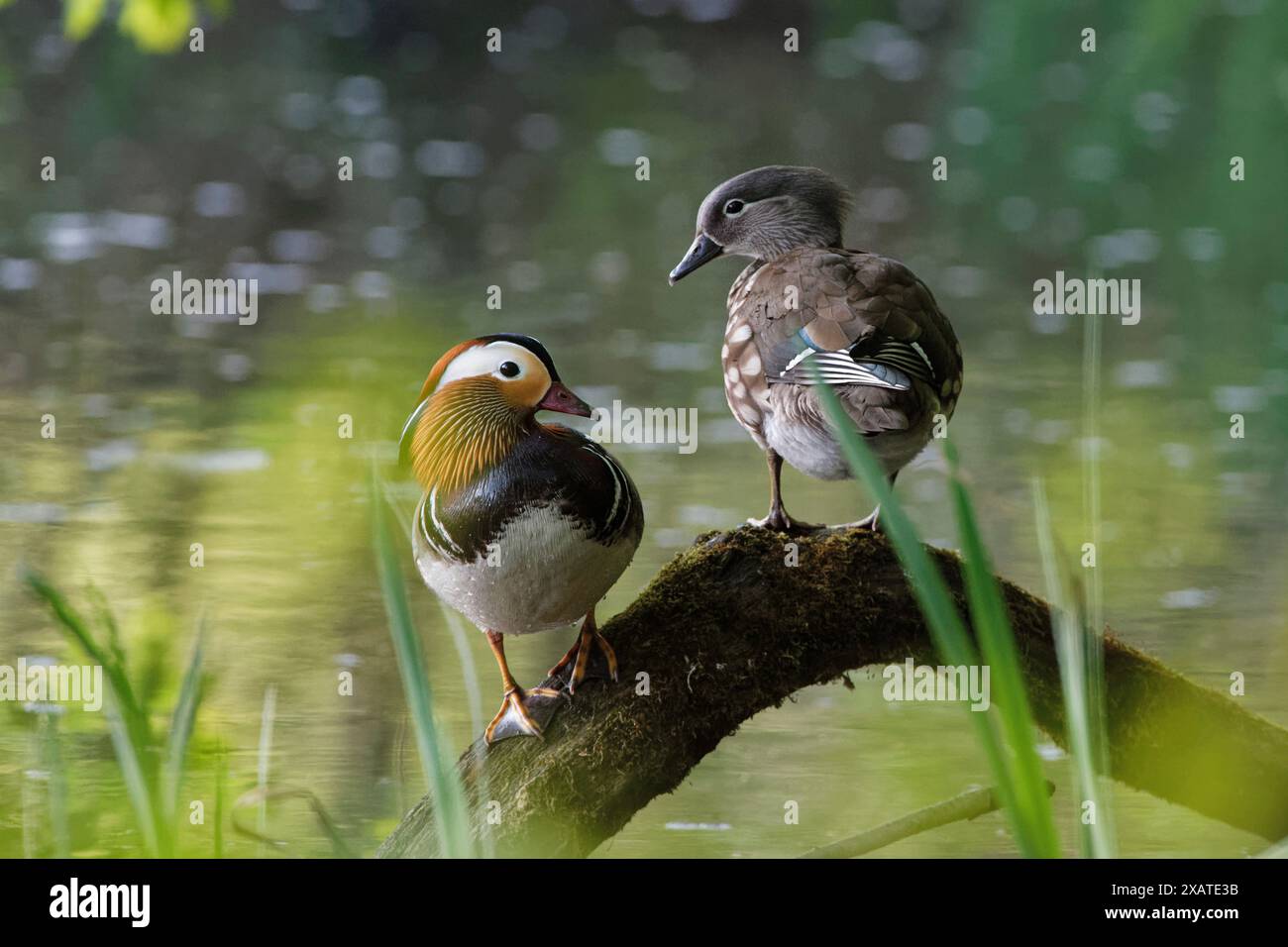 Mandarin duck (Aix galericulata) pair perched on a fallen tree branch ...