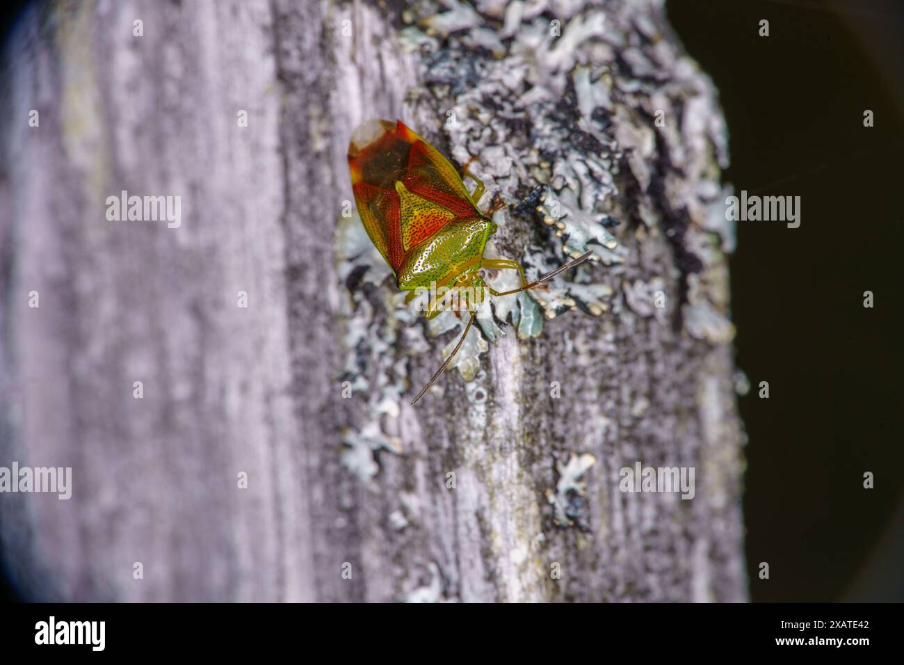 Elasmostethus interstinctus Family Acanthosomatidae Genus Elasmostethus ...