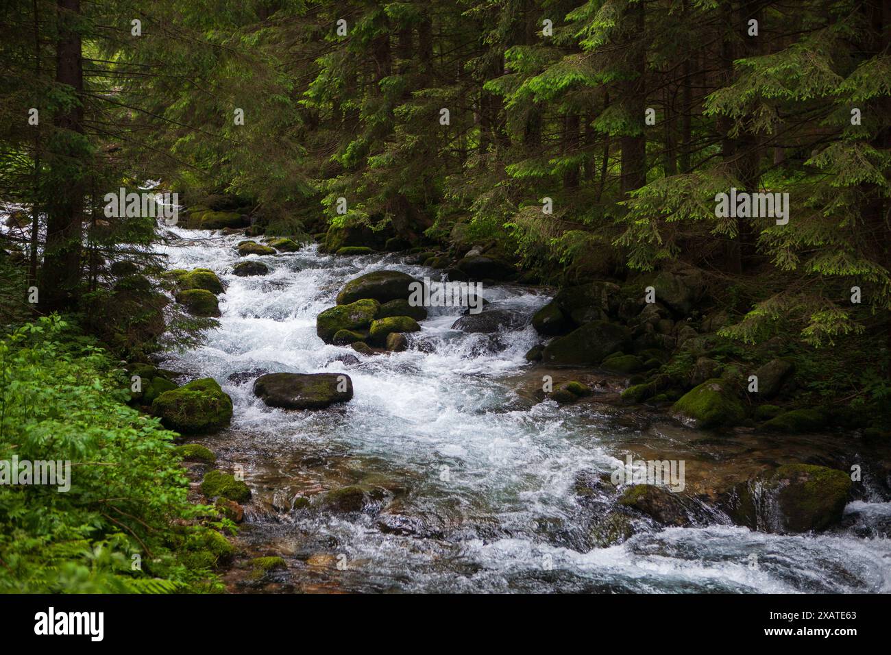 Mountain Stream in Gree nForest Stock Photo - Alamy