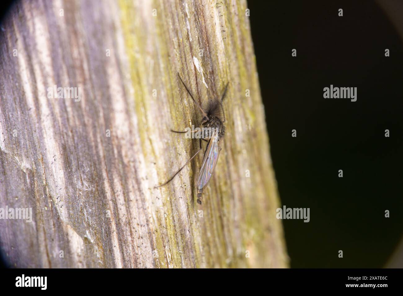 Family Chironomidae Genus Chironomus Bloodworm Mosquito wild nature ...