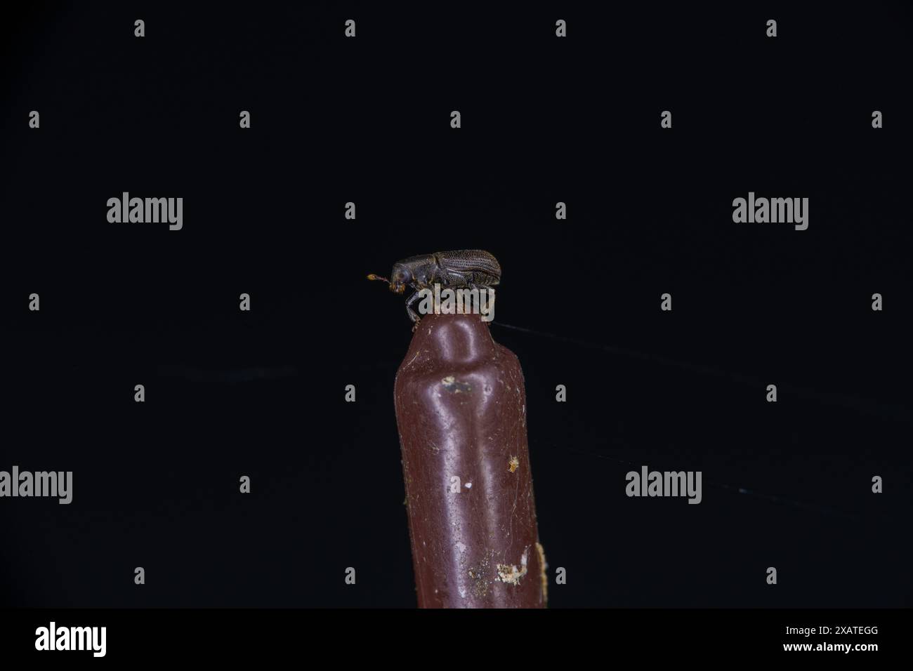 Family Curculionidae Genus Hylastes Bark beetle wild nature insect ...