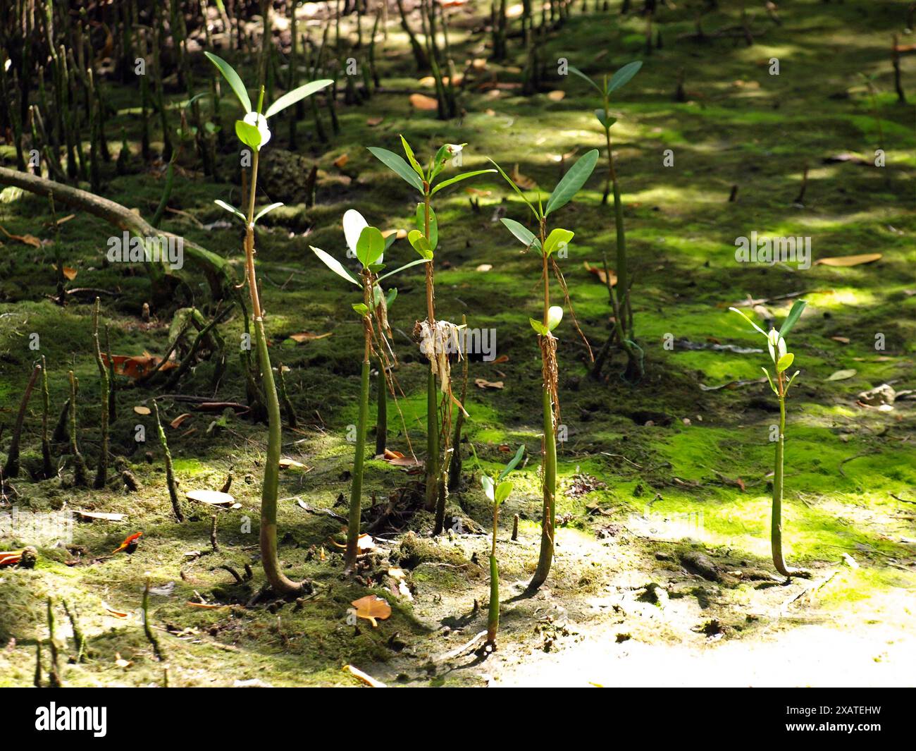 New mangroves growing in a coastal trail of South Florida Stock Photo ...