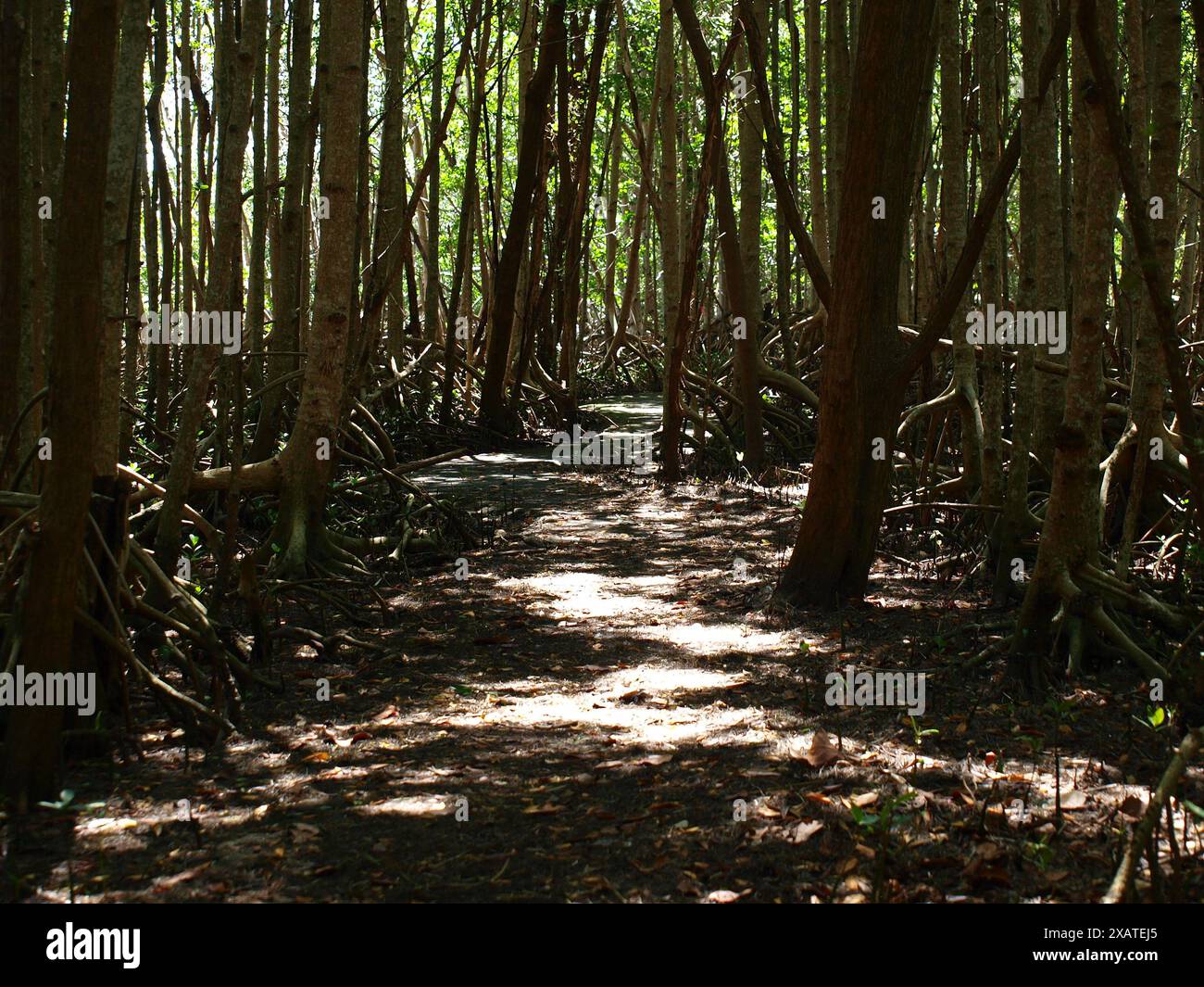 Mangrove forest nature trail hi-res stock photography and images - Alamy