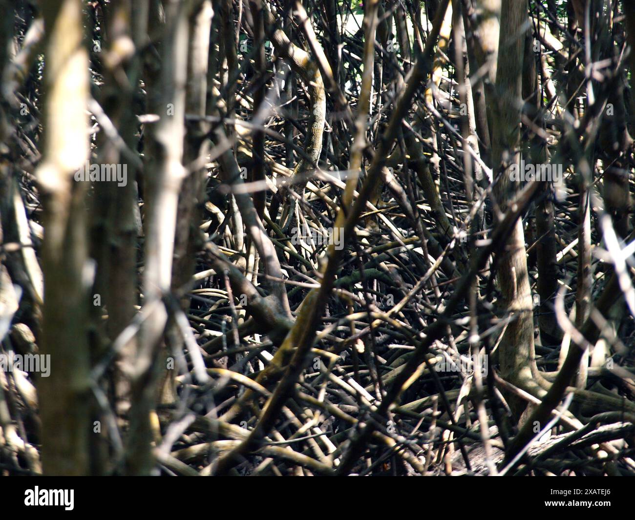Dense roots of red mangroves in a coastal trail of South Florida Stock ...