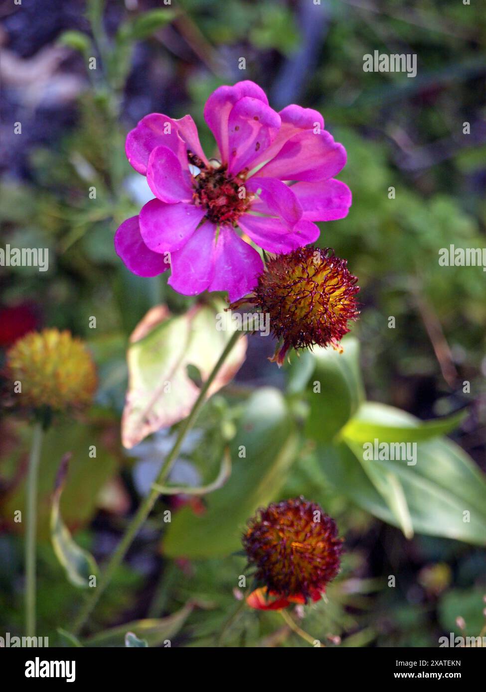 Seeds plant flora garden nature hi-res stock photography and images - Alamy