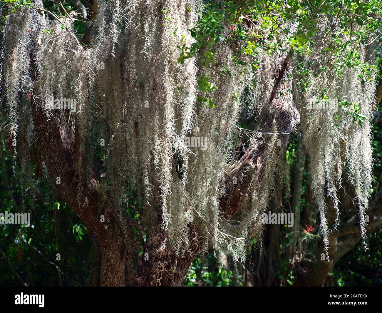 Big Spanish moss growing on a tree of South Florida Stock Photo - Alamy