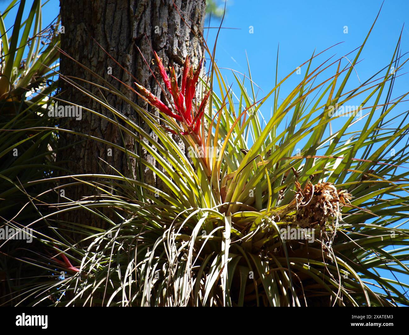 Blooming Tillandsia (air plant) growing on a tree in South Florida ...