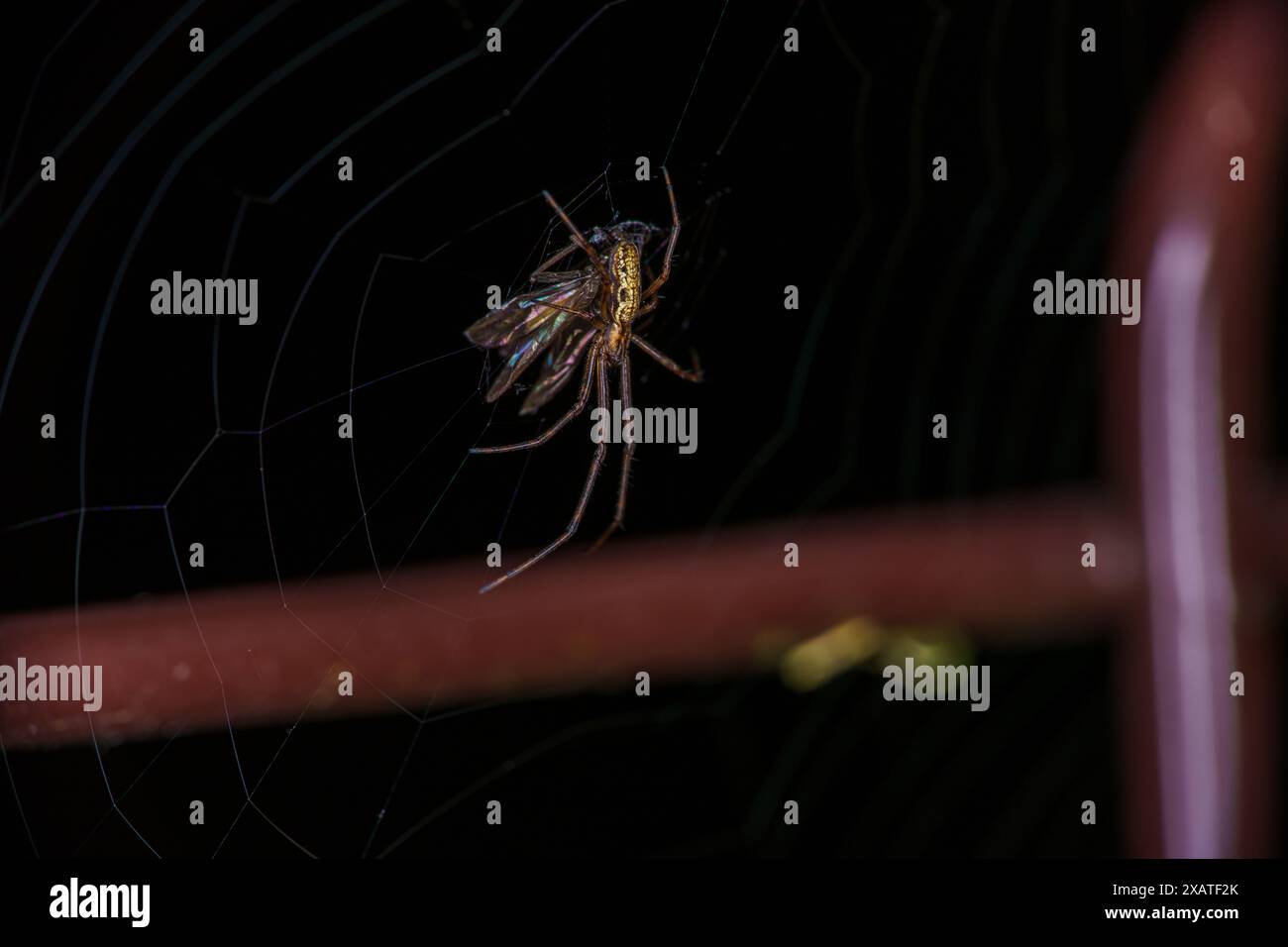 Tetragnatha montana Family Tetragnathidae Genus Tetragnatha Silver ...