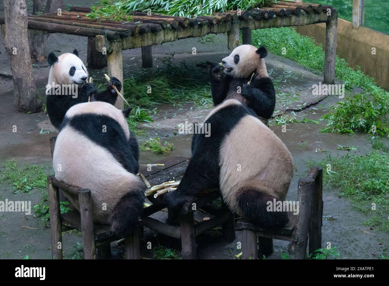 CHONGQING, CHINA - JUNE 8, 2024 - Giant pandas eat bamboo at Chongqing ...