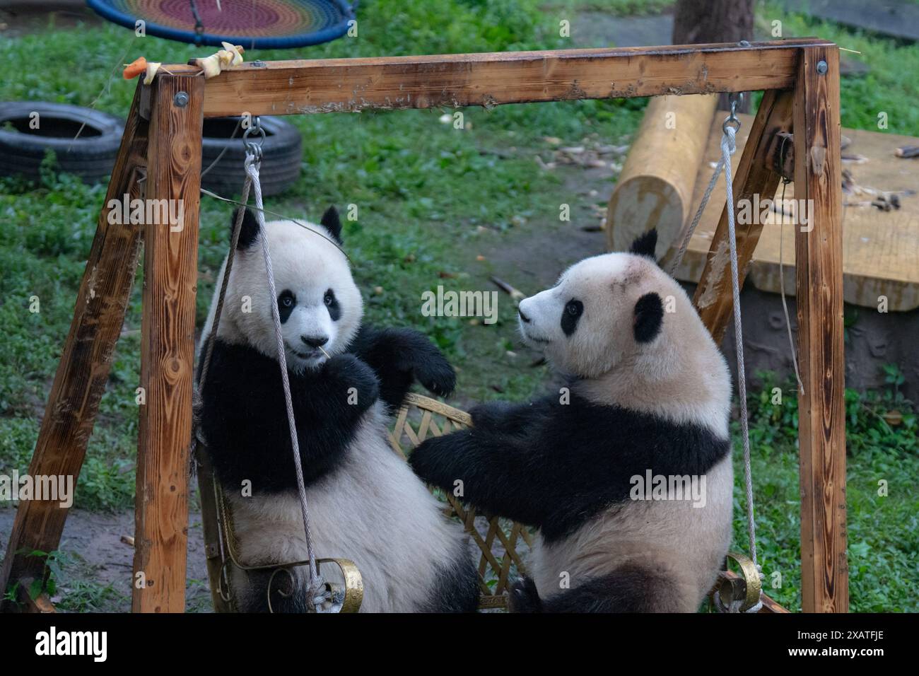 CHONGQING, CHINA - JUNE 8, 2024 - Two giant pandas play at Chongqing ...