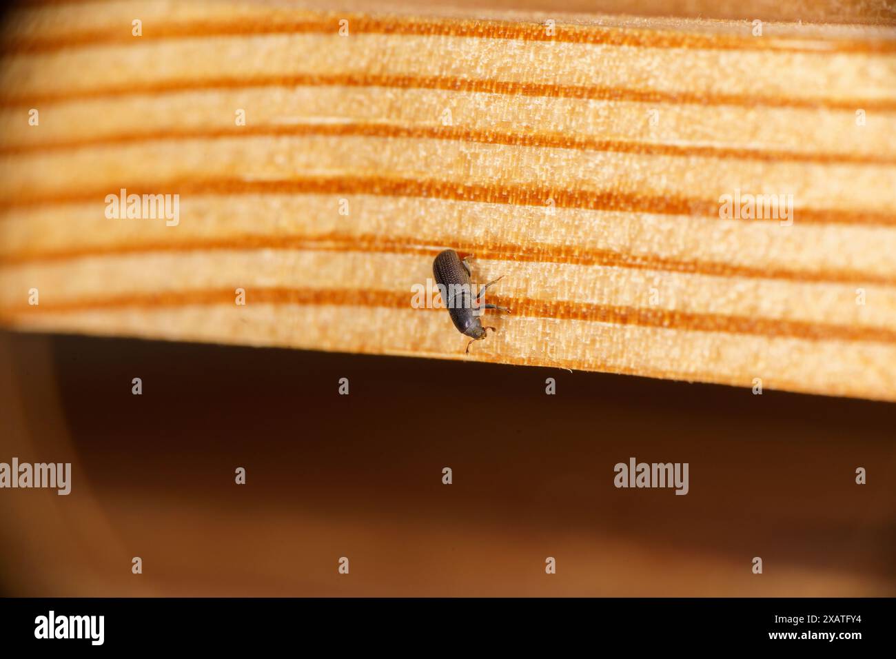 Family Curculionidae Genus Hylastes Bark beetle wild nature insect ...