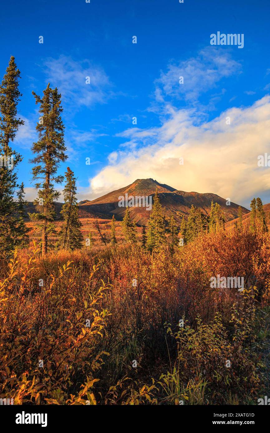 Autumn scene at the edge of the treeline in Tombstone Territorial Park ...