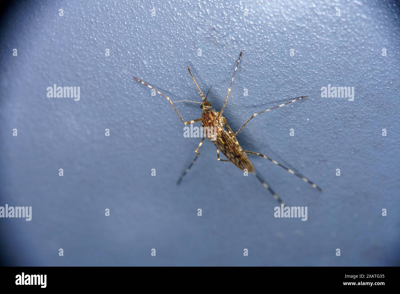 Genus culiseta hi-res stock photography and images - Alamy