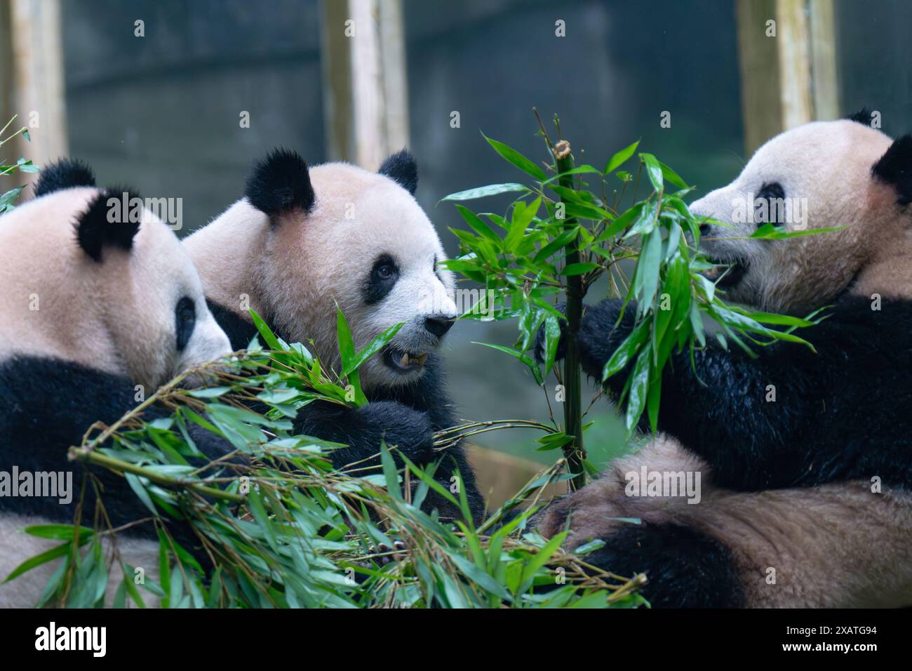 CHONGQING, CHINA - JUNE 8, 2024 - Giant pandas eat bamboo at Chongqing ...