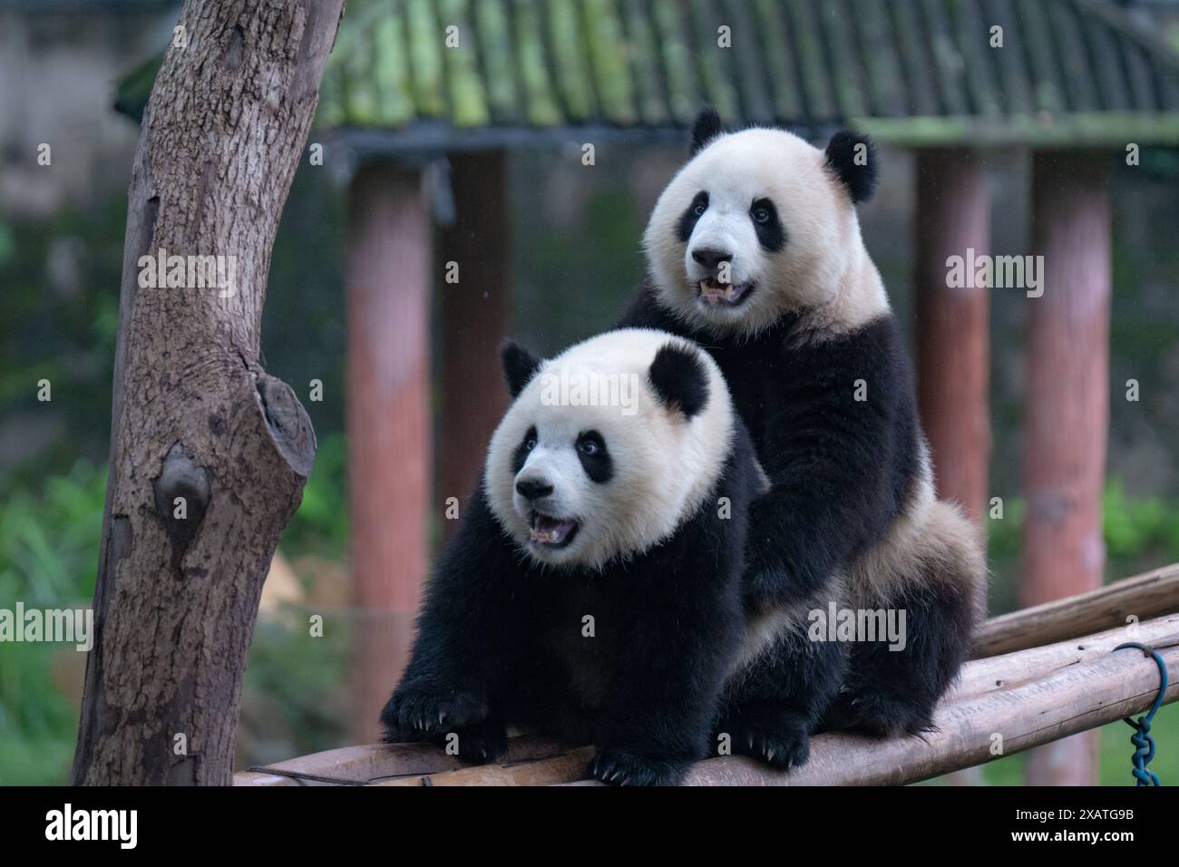 CHONGQING, CHINA - JUNE 8, 2024 - Two giant pandas play at Chongqing ...