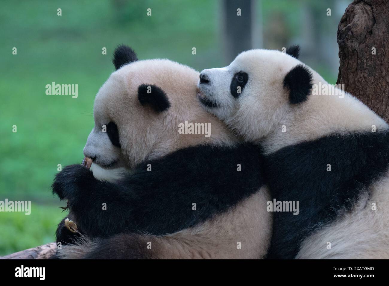 CHONGQING, CHINA - JUNE 8, 2024 - Two giant pandas play at Chongqing ...