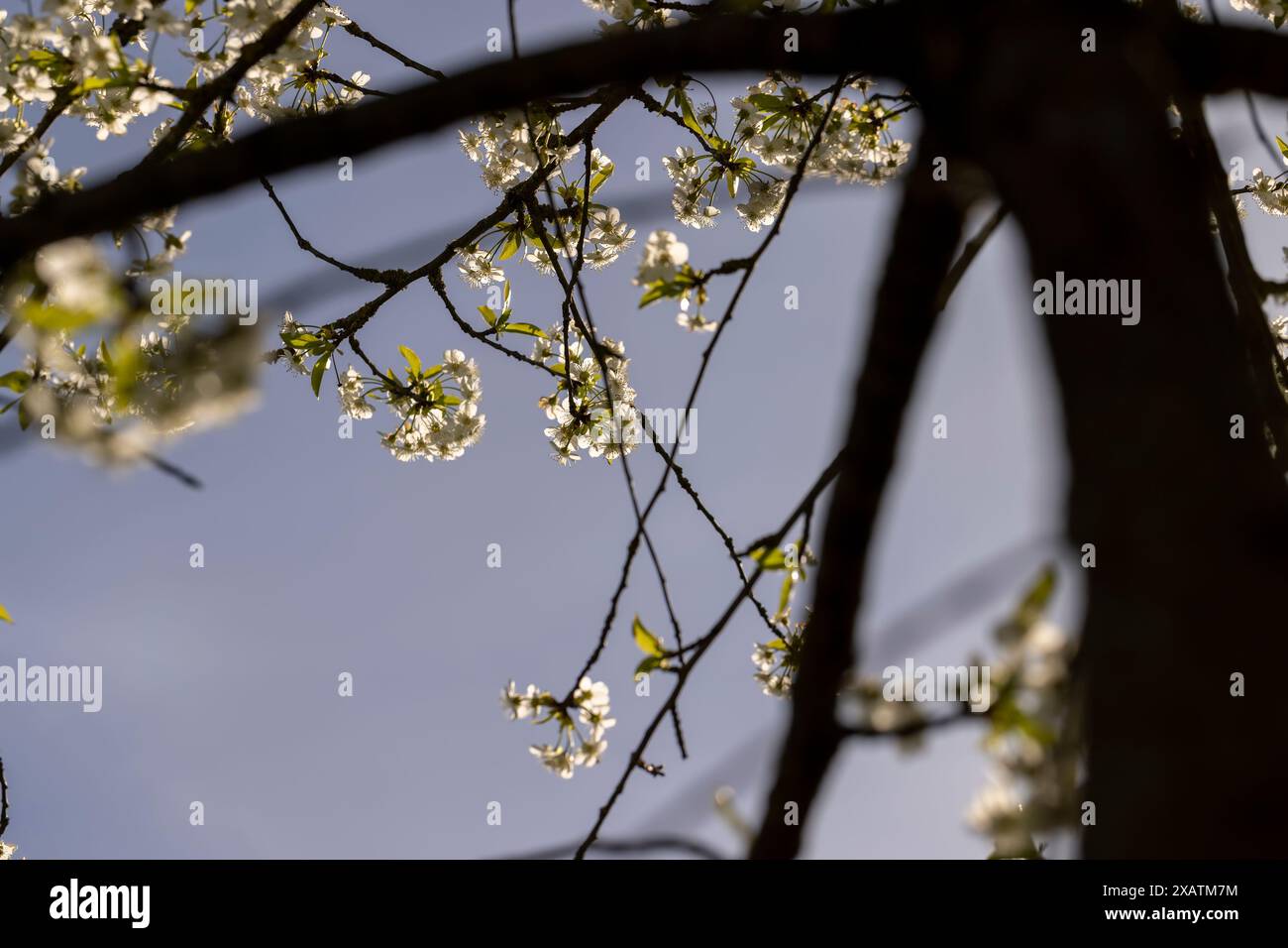 cherry blossoms in spring in sunny weather, cherry blossoms in the ...
