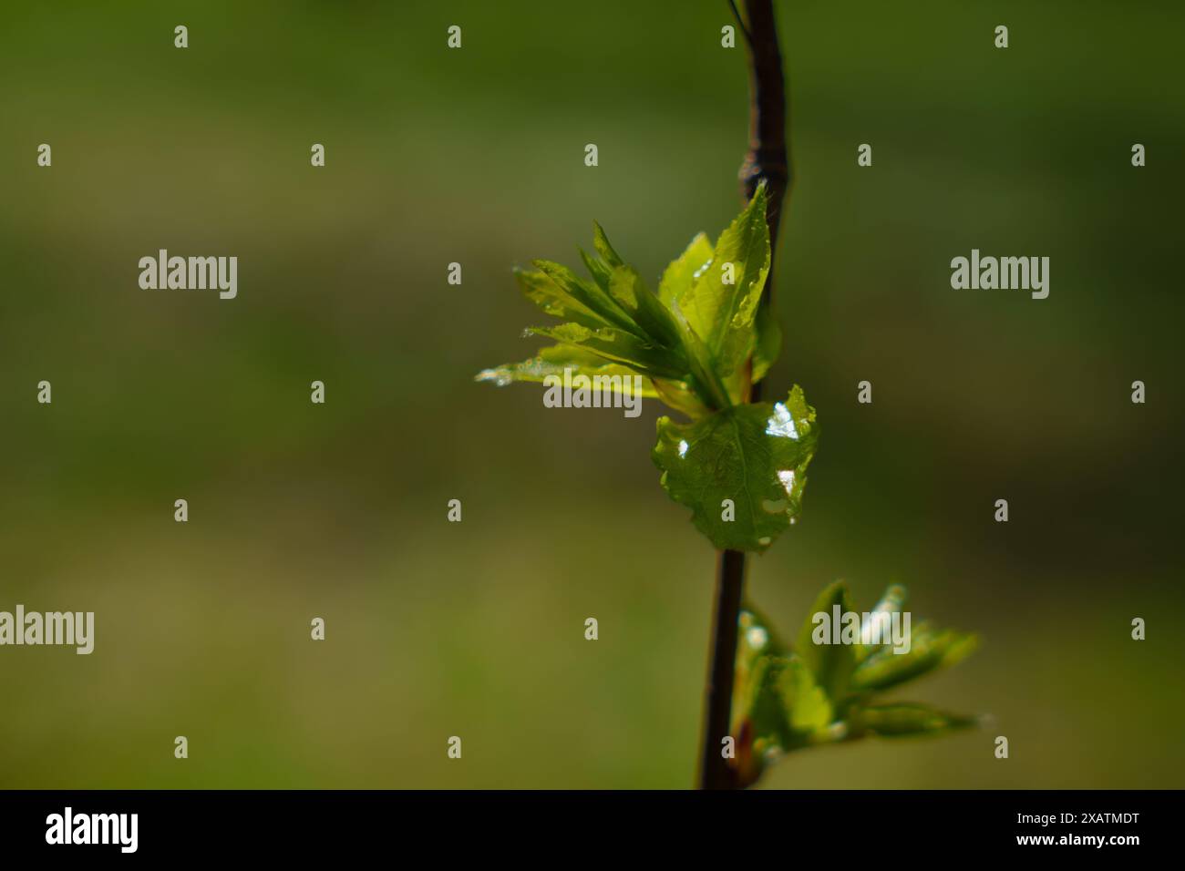 The first spring shoots. The coming of spring. Waking up nature. High ...