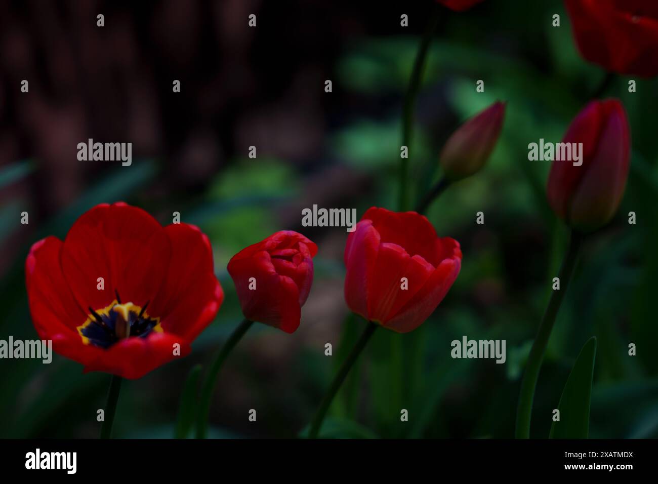 Sunflower reflection still life hi-res stock photography and images - Alamy