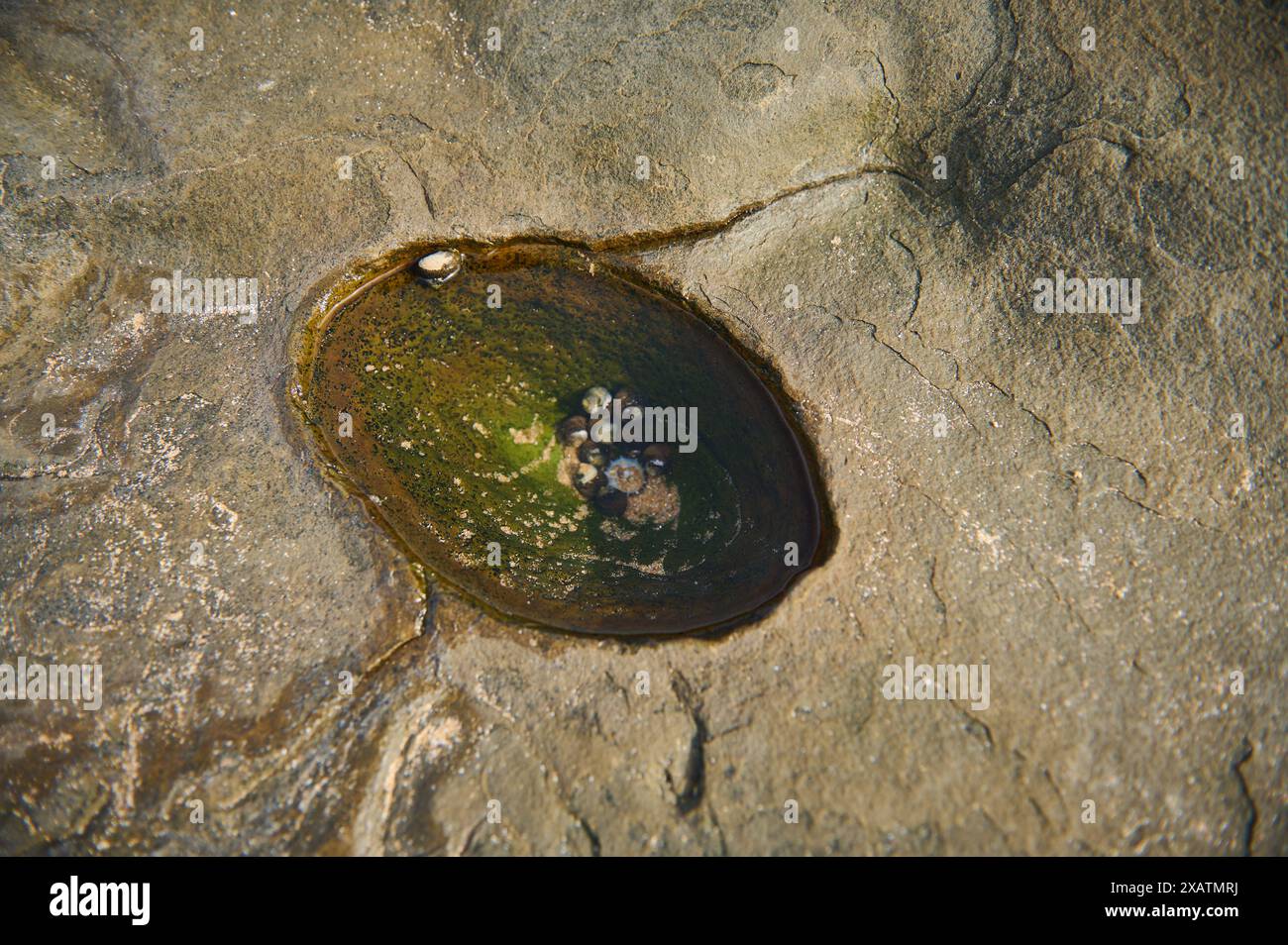 Beauty of marine life forms hi-res stock photography and images - Alamy